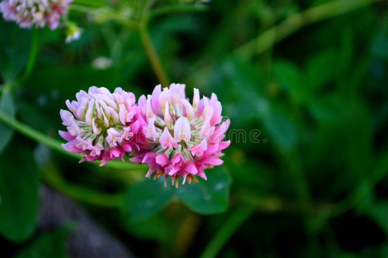 Clover flower stock image. Image of green, meadow, field - 64705575