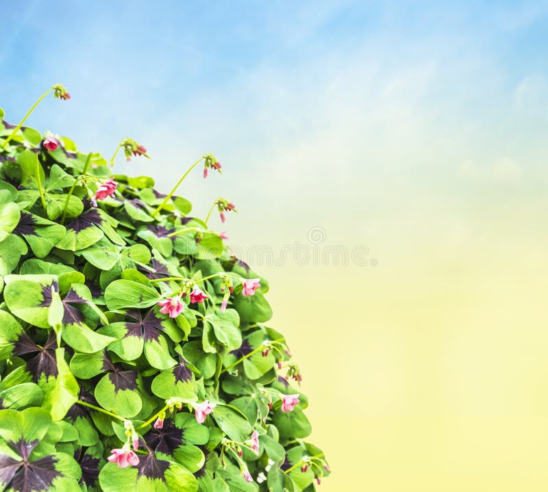 Clover Flowers on Blue Sky Background Stock Image - Image of field ...