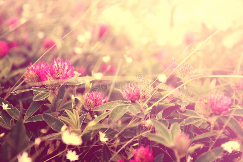 Clover flowers stock image. Image of spring, leaf, grass - 32809607