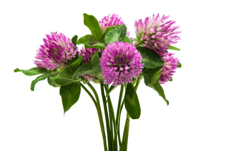 Colorful Clover stock photo. Image of nature, purple, leaf - 2308516