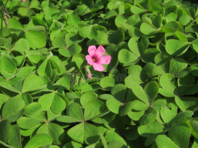 Clover texture stock image. Image of clover, foliage - 37637445