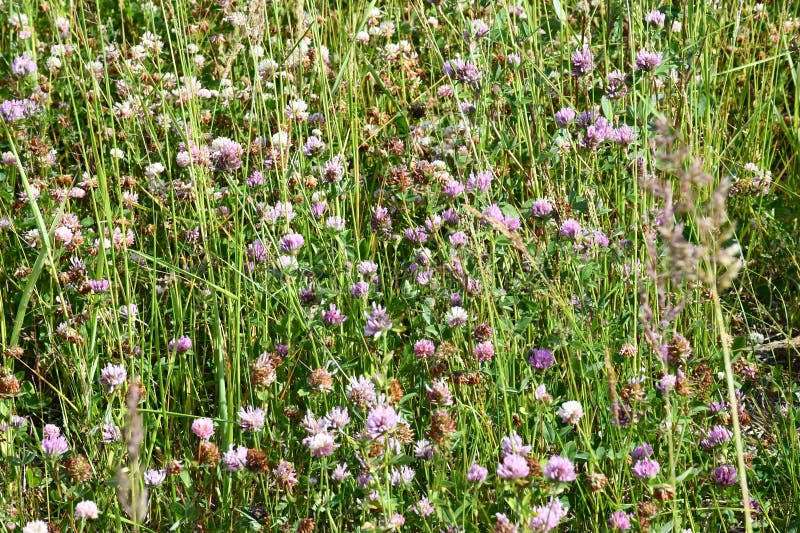 Clover Flowers among Green Grass Stock Photo - Image of produce ...