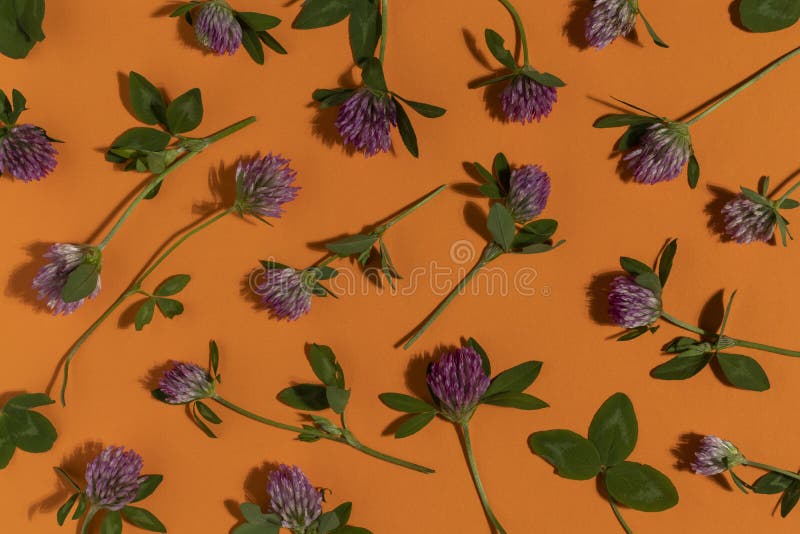 Clover Flowers on Orange Background. Stock Image - Image of wallpaper ...