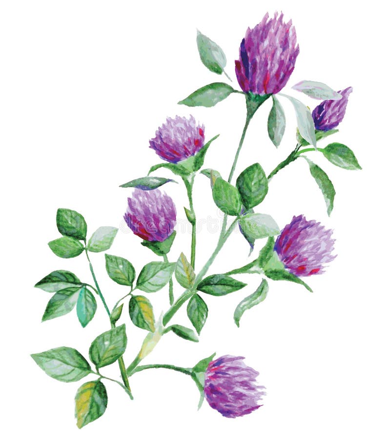 Purple Clover Flowers