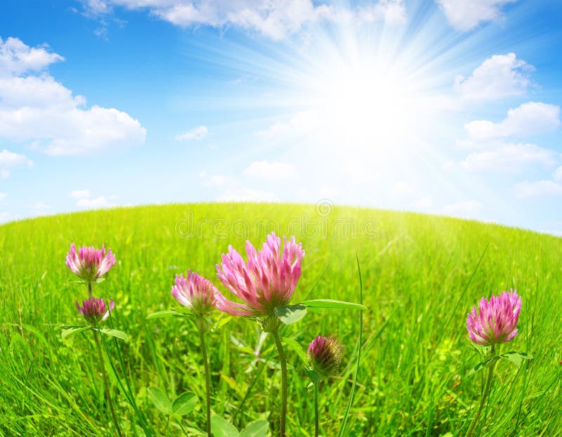 Clover Flowers on Spring Meadow Stock Image - Image of environment ...