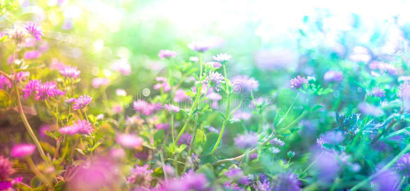 Clover Flowers Spring Natural Background Stock Image - Image of clover ...