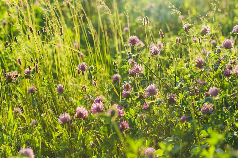 Clover Flowers at Sunset Light Stock Photo - Image of lush, fresh ...