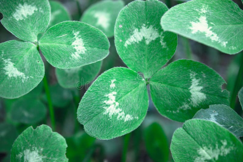 Clover with Fluffy Green Petals. Clover Bouquet Growing Stock Image ...