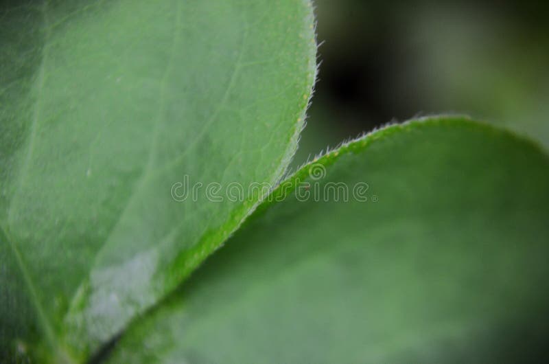 Clover Foliage Details (Trifolium Polymorphum Poir) Stock Image - Image ...