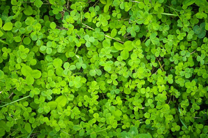 Clover in the forest. stock photo. Image of clover, field - 72812260