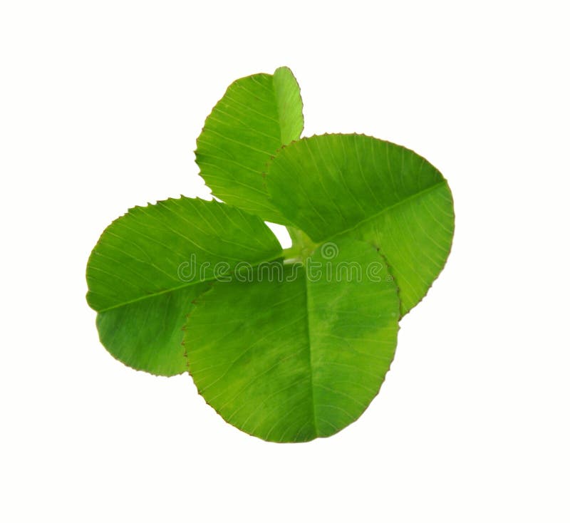 Clover of four leaves stock photo. Image of seasonal, green - 4439340