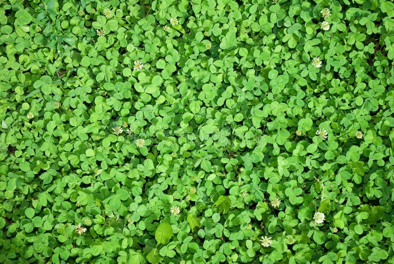 Clover leaf parts stock photo. Image of love, plant, green - 4644948