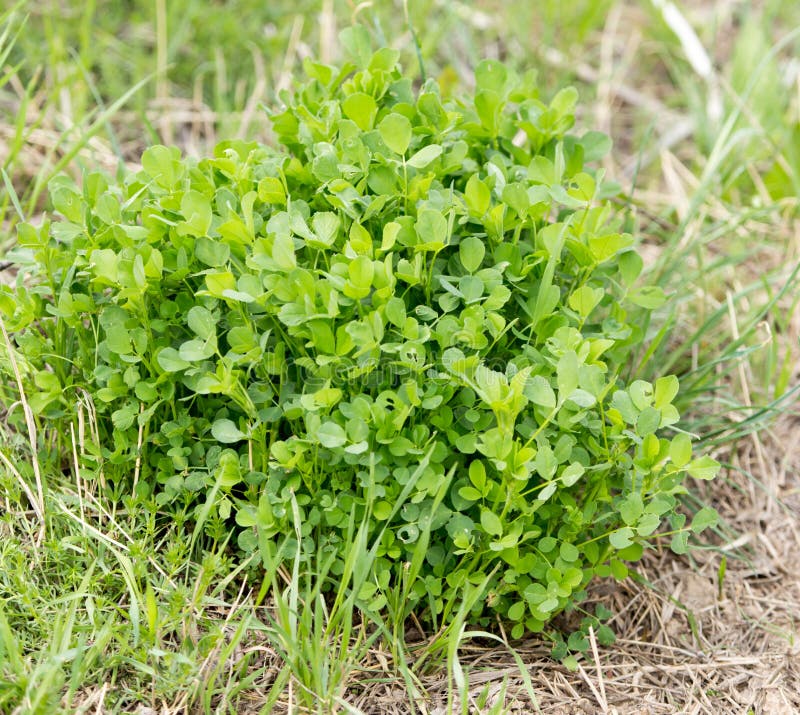 Clover grass outdoors stock image. Image of grow, empty - 109109867