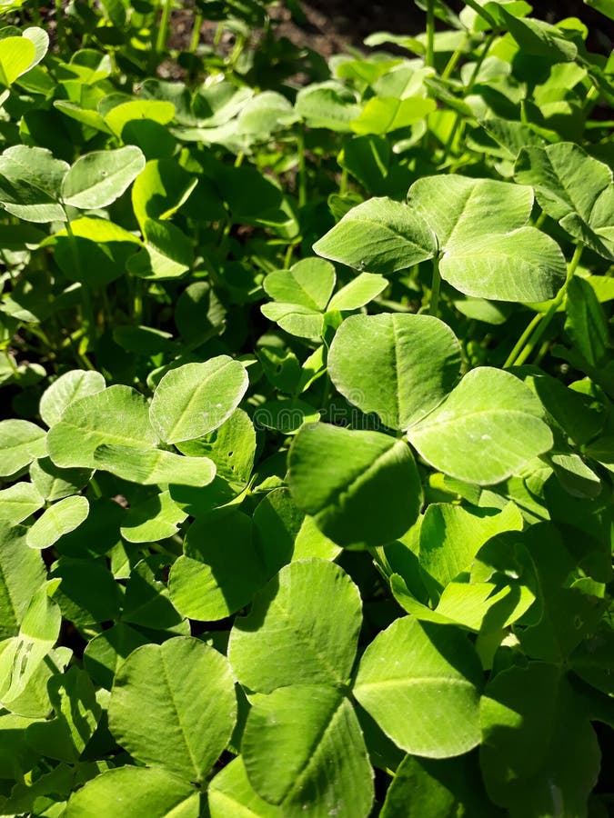 Clover stock image. Image of vegetation, nature, garden - 90988425