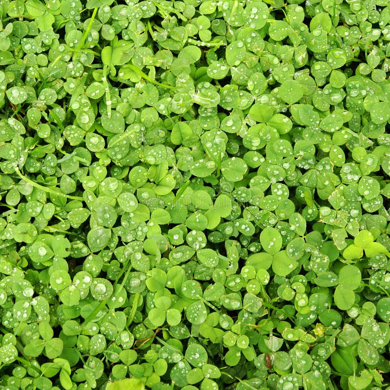 Clover green grass stock image. Image of green, water - 52203525