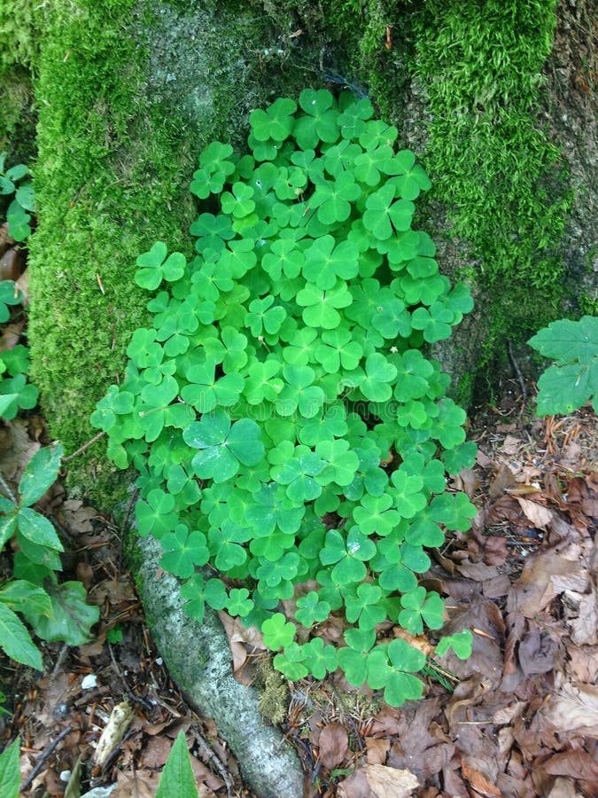 Roots,clover and moss stock photo. Image of tree, sunny - 30094234