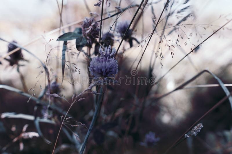 Clover Growing Outside in a Field Stock Photo - Image of meadow, floral ...