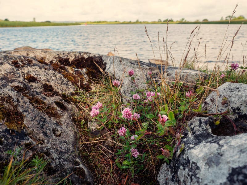 Clover Grows by a River on a Stone. Selective Focus Stock Image - Image ...