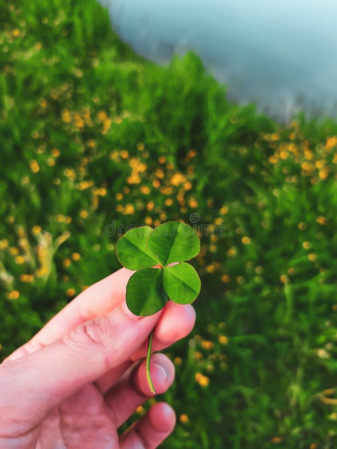 Clover in hand stock image. Image of human, clover, growth - 212363425