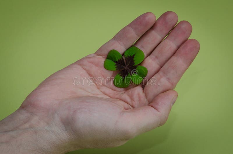 Clover in hand sepia stock photo. Image of shamrock, happy - 52751272