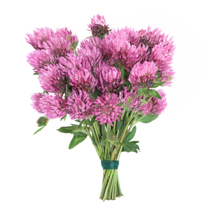 23,339 Flower Posy Stock Photos - Free & Royalty-Free Stock Photos from ...