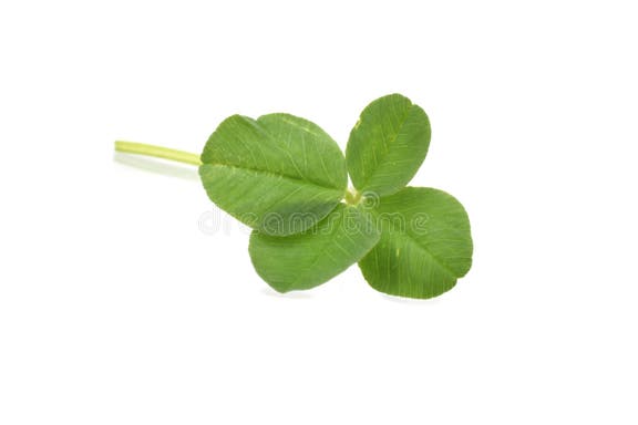 Four-leaf Clover Plant Closed Up Isolated on White Stock Image - Image ...