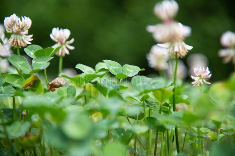 Clover leaf in spring stock image. Image of plant, garden - 312864533