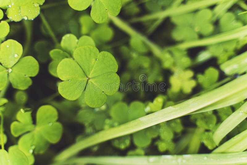 Clover leaf close up shot stock photo. Image of shamrock - 177371632