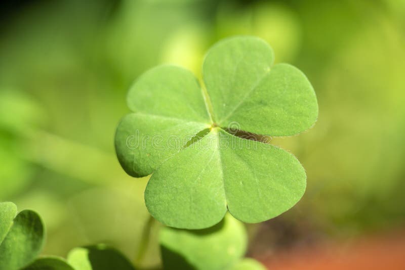 Clover leaf closeup image stock image. Image of design - 203094505