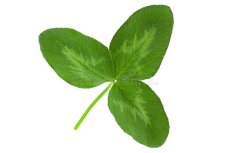 Clover leaf closeup stock photo. Image of organic, closeup - 197751086