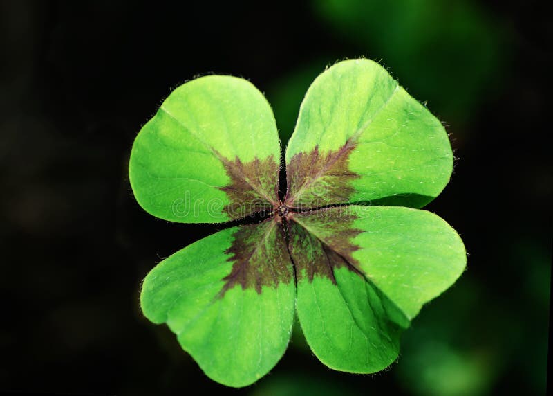 Clover Leaf with Four Petals Stock Photo - Image of leafed, shape: 76462152