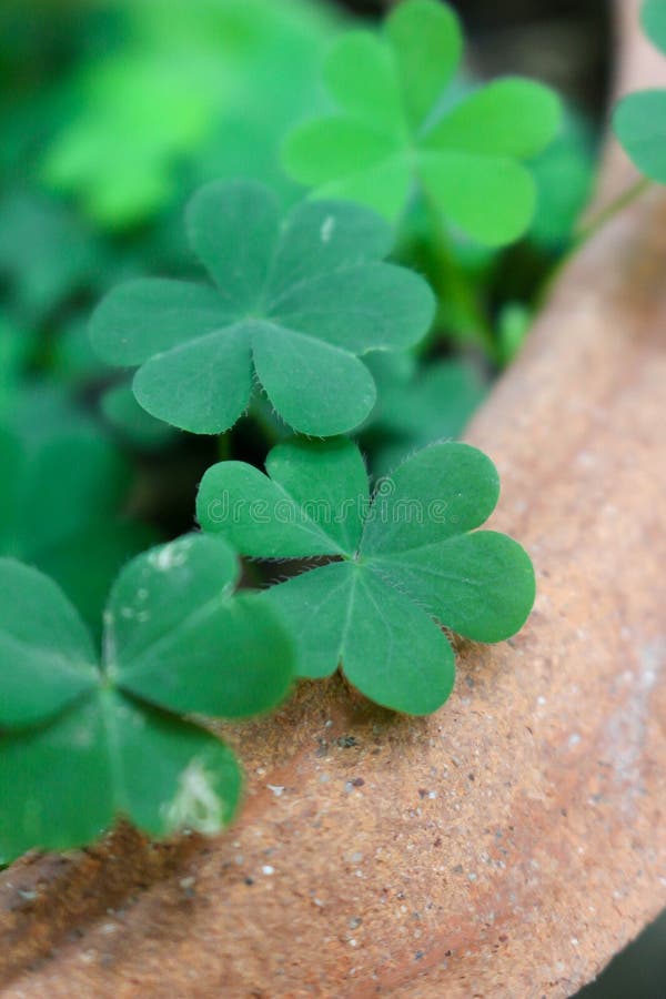 Clover leaf stock photo. Image of macro, leaf, irish - 51920320