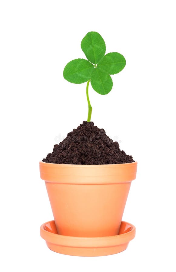 Clover Leaf Growing Out of Ground in Pot Isolated on White Background ...
