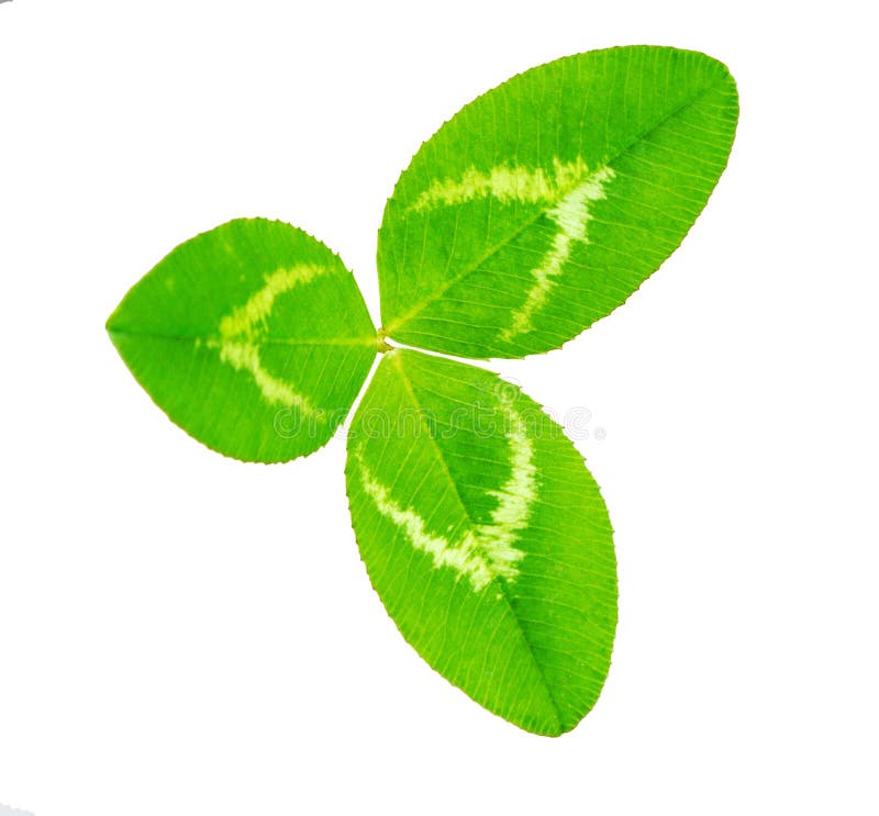 Green Trefoil Leaves Isolated on White Stock Image - Image of closeup ...