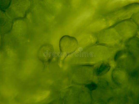 Clover leaf in microscope stock image. Image of material - 133885445