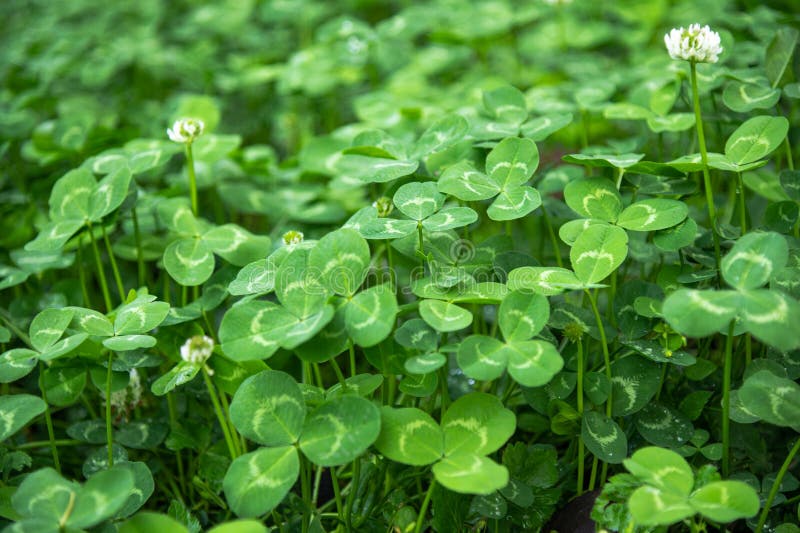 Clover leaf in spring stock photo. Image of season, leaf - 312864960