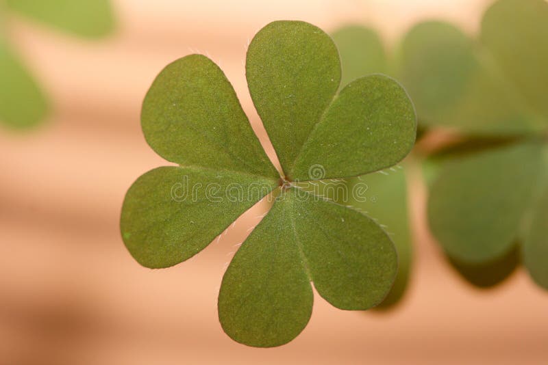 Clover leaf stock photo. Image of focus, background, four - 60361422