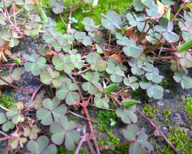Clover Leaf Tree on the Ground Stock Photo - Image of fruit, clover ...