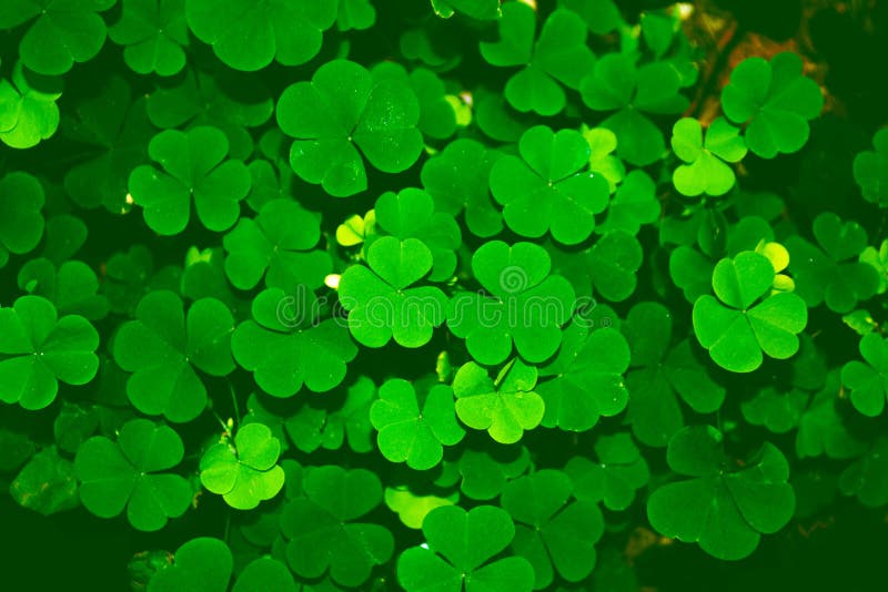 Clover Leaves on a Background Summer Landscape. St Stock Photo - Image ...