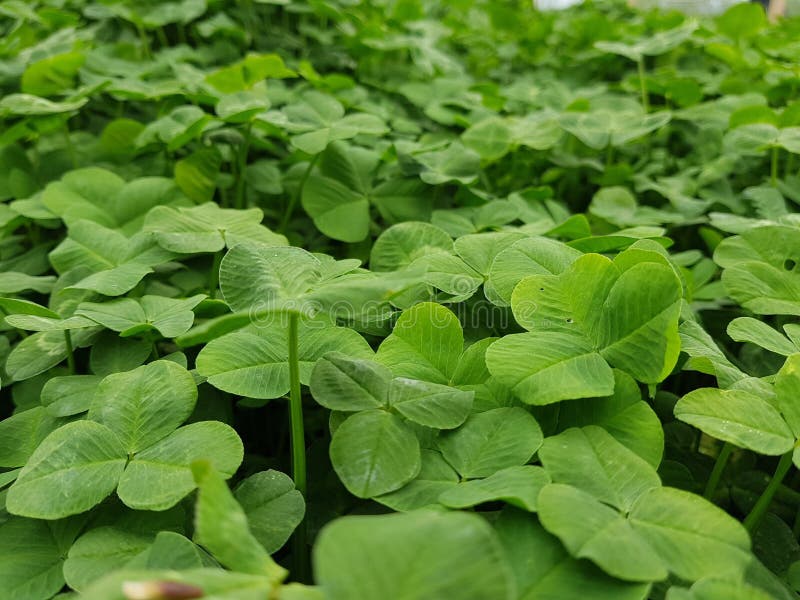 Clover leaves close-up. stock photo. Image of clover - 239281902