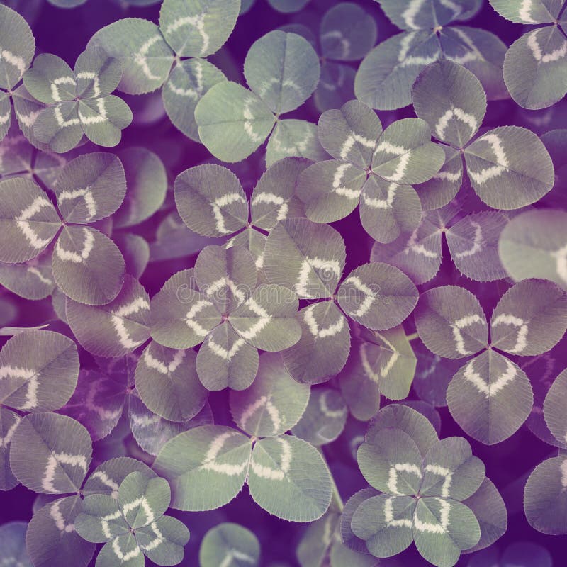 Clover leaves full screen stock image. Image of spring - 65545015