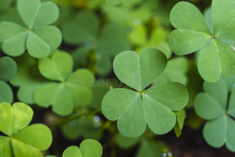 Clover Leaves For Green Background With Three Leaved Shamrocks St