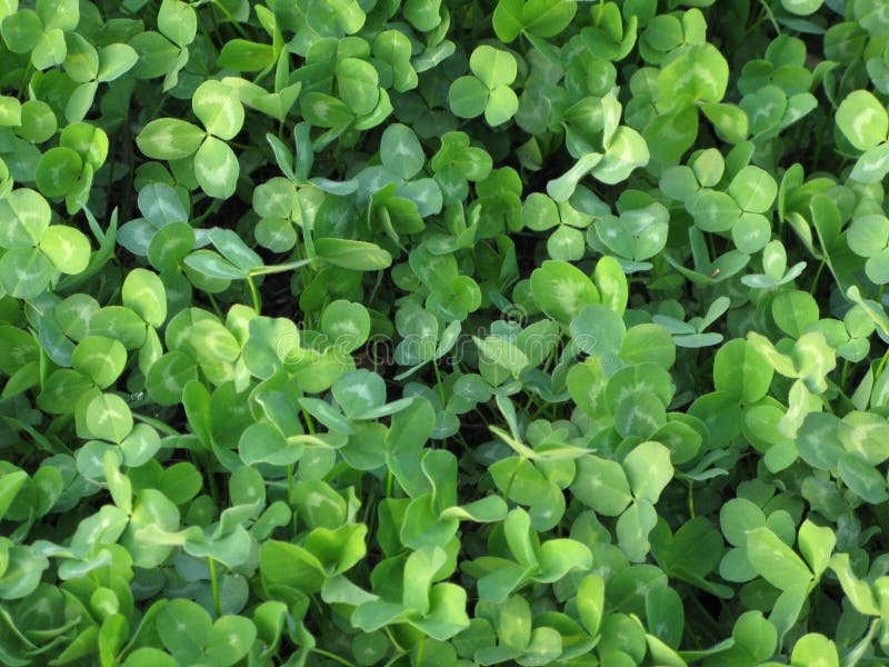 Clover leaves and dew stock image. Image of drops, rain - 85157957