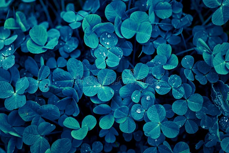 Clover Leaves Texture Background, Blue Color Stock Image - Image of ...