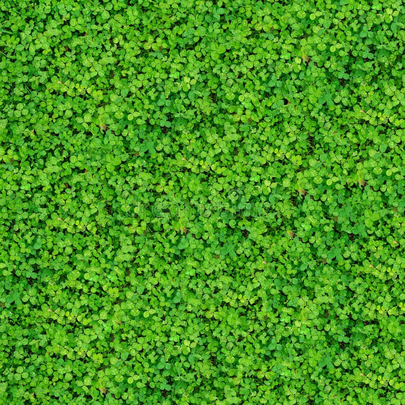 Clover leaves texture stock image. Image of symbol, shape - 86352943