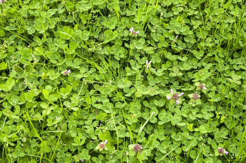 Clover meadow closeup stock image. Image of flora, floral - 40045973