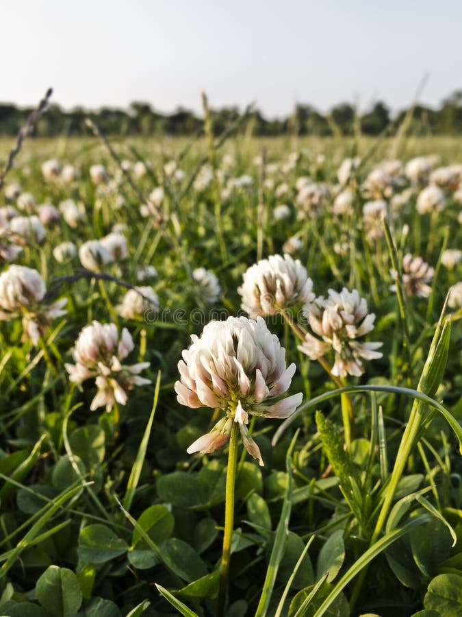 Clover meadow stock photo. Image of covered, closeup - 42392362