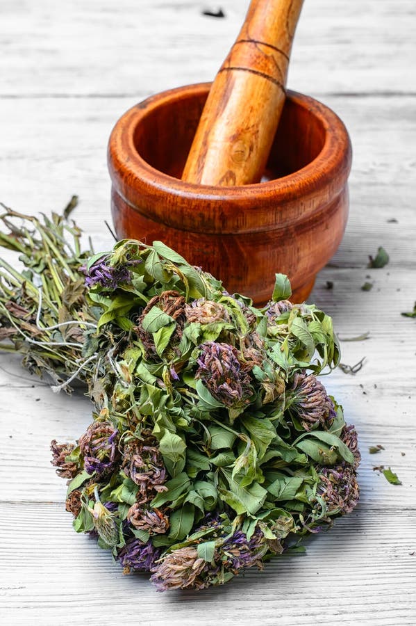 Clover medicinal plant stock photo. Image of aroma, bloom - 76037546