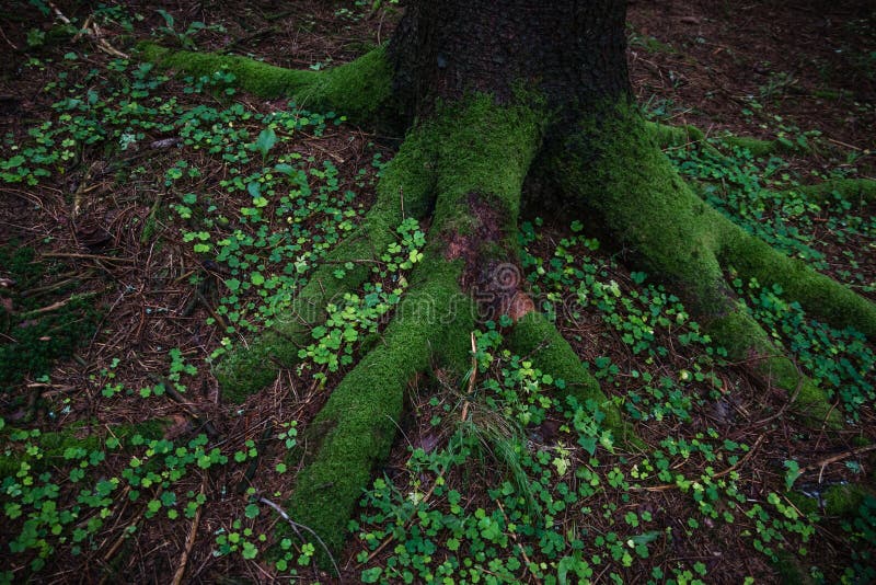 Clover in the moss tree stock image. Image of nature - 105479881