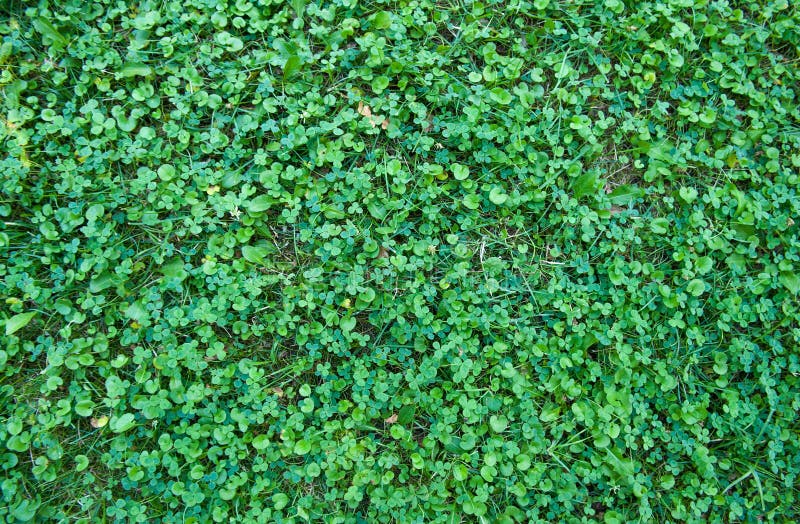 Clover Natural Field Texture Stock Photo - Image of background, good ...